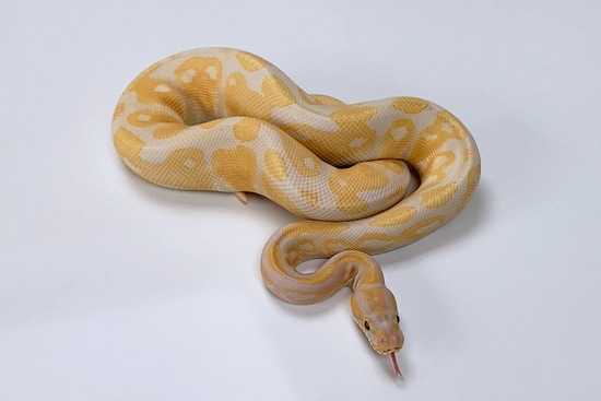 Lavender Albino Ball Python by Snaketopia