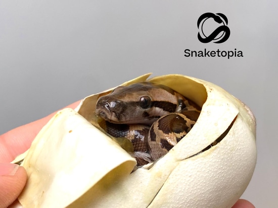 Indian Pimbura Pythons - Hatchlings Available Soon More Python by Snaketopia
