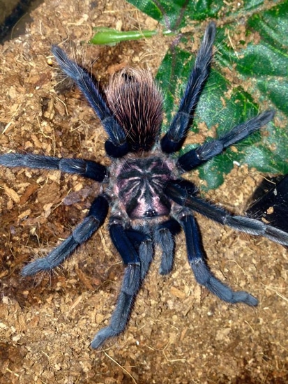 RARE Xenesthis Sp. “Blue Adult Female/Adult Male Tarantula by JessMills