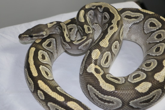 Mojave Ghost Ball Python by Dballsz203