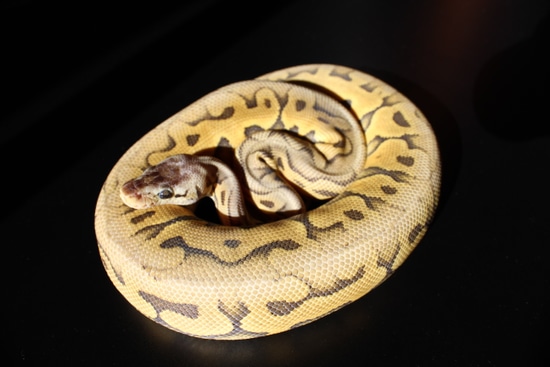 Super Pastel Puzzle Ball Python by The.Repti.Room