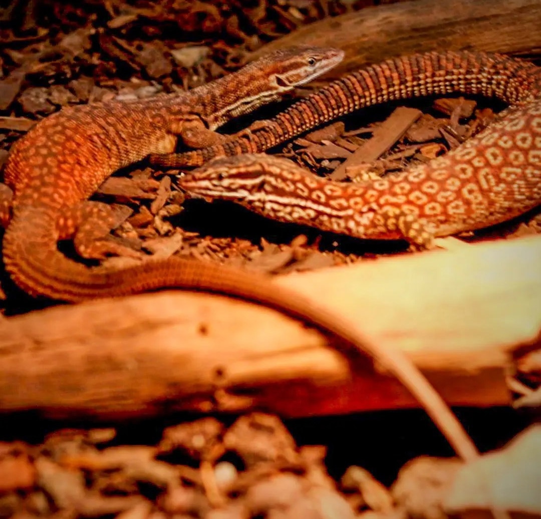 Rtb Pair Red Ackie Monitors Spiny-Tailed Monitor by Dakotah Blue ...