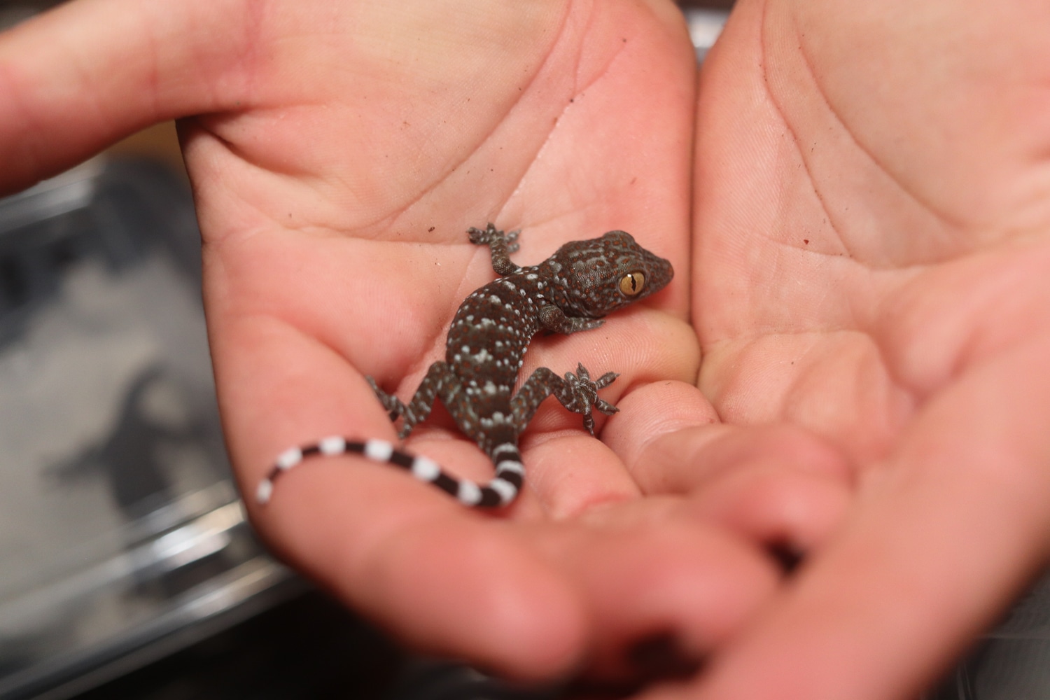 USCBB Babies Tokay Gecko by Dakotah Blue Exotics - MorphMarket