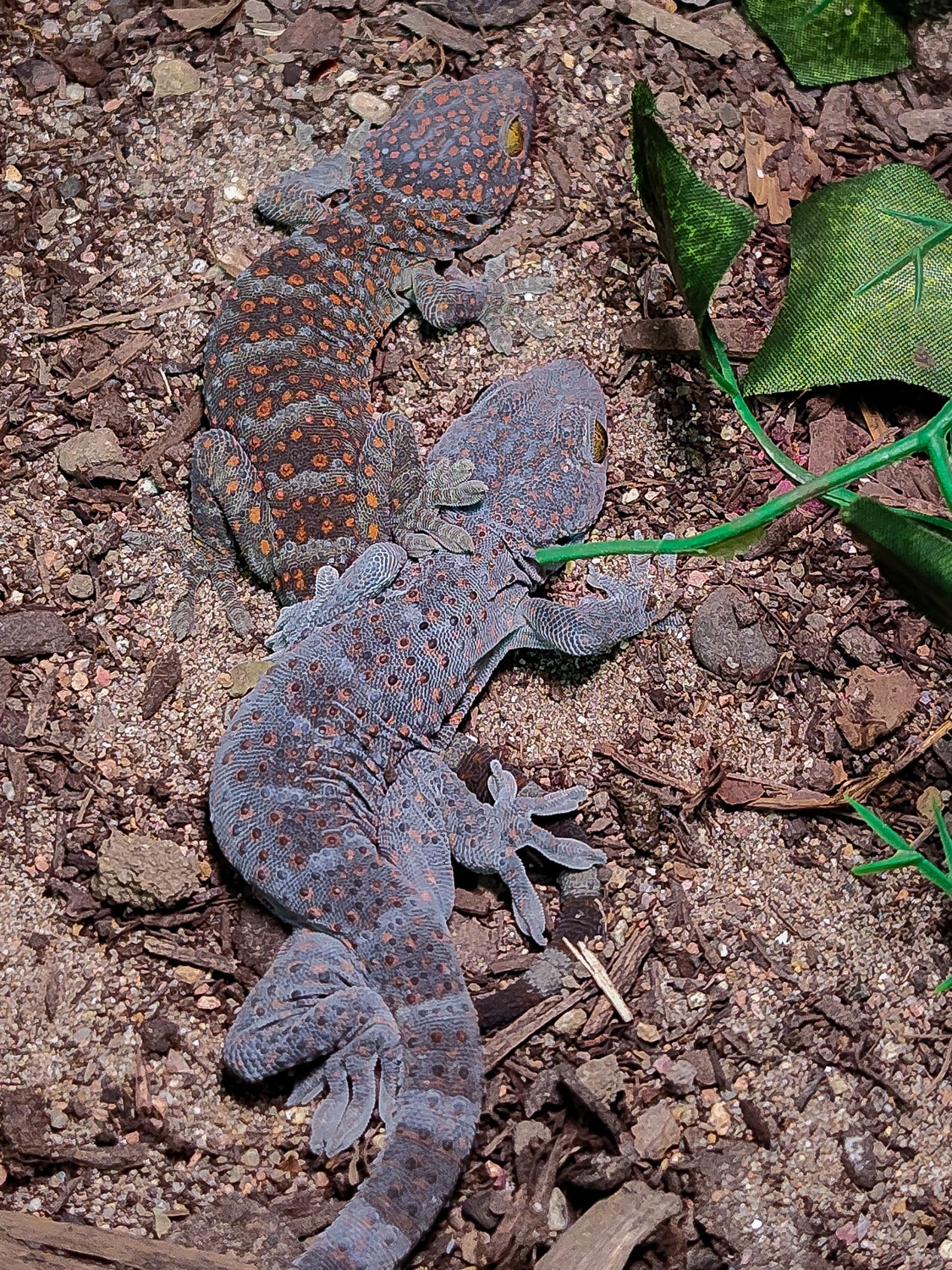 CBB Pos Het Granite Tokay Gecko by Dakotah Blue Exotics - MorphMarket