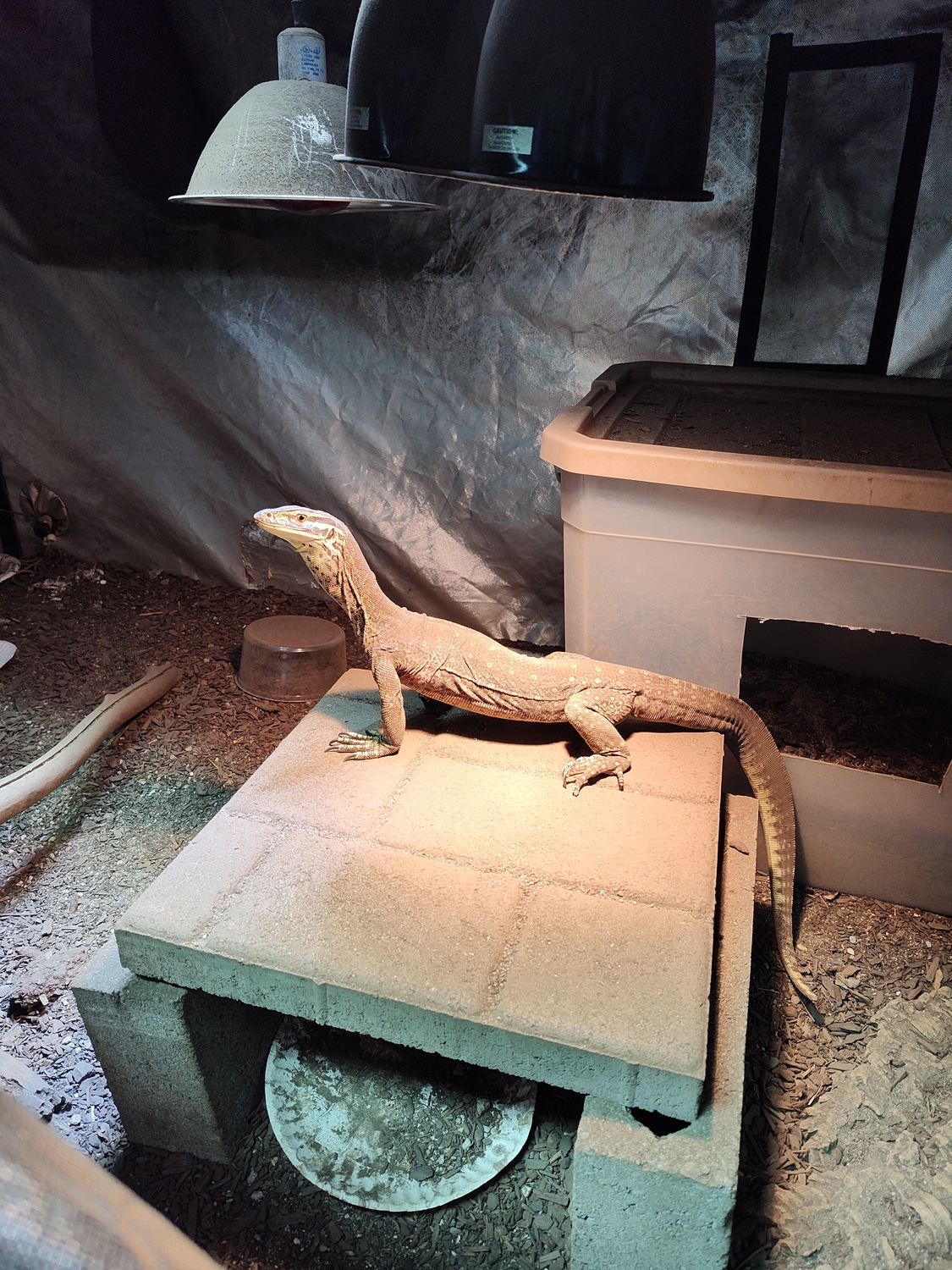 CBB Rtb Female Argus Monitor Other Monitor by Dakotah Blue Exotics ...