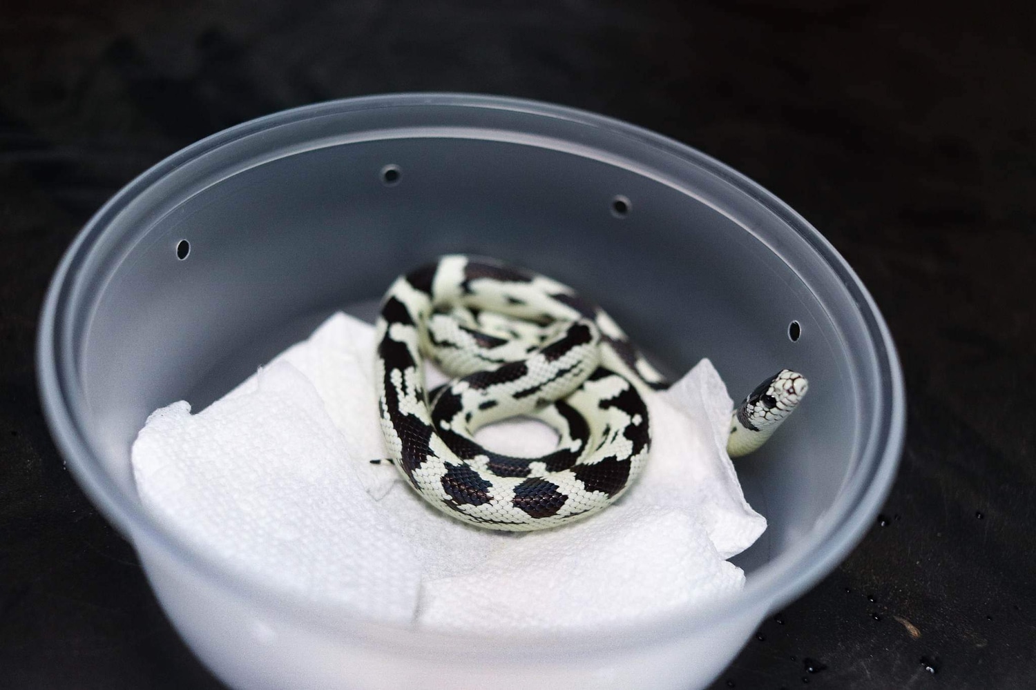 King Snake California Kingsnake by Dakotah Blue Exotics - MorphMarket
