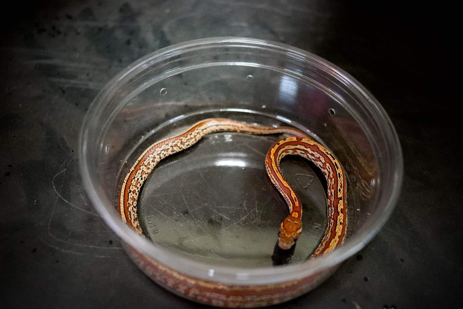 Tessera Corn Snake by Dakotah Blue Exotics - MorphMarket