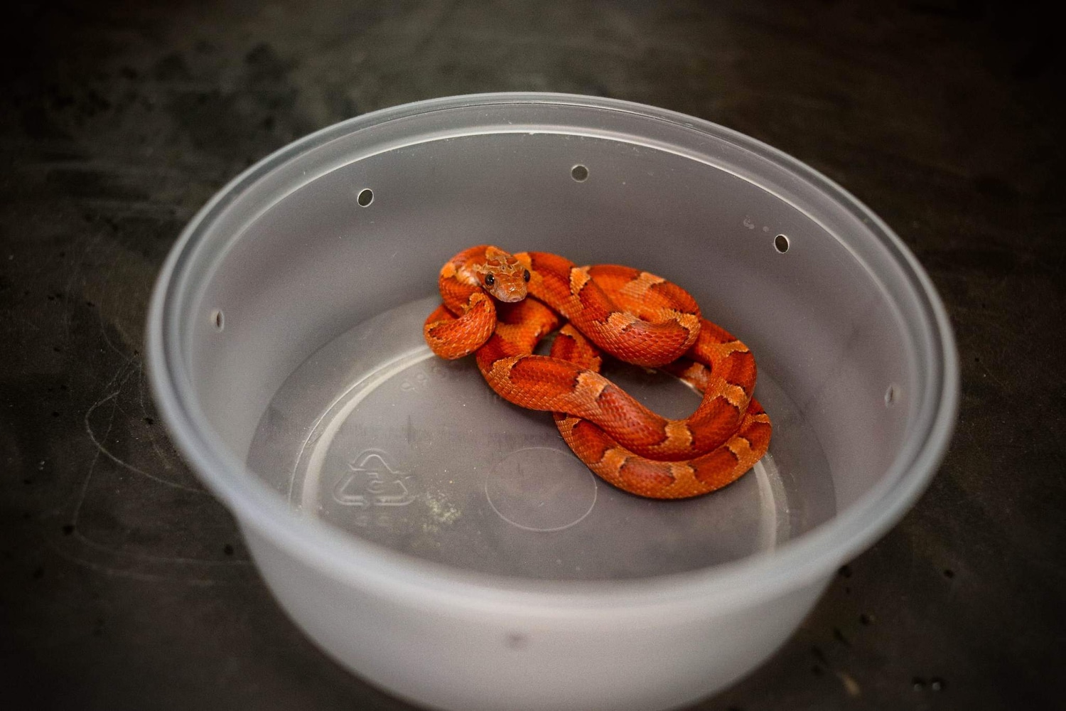Blood Red Corn Snake by Dakotah Blue Exotics - MorphMarket