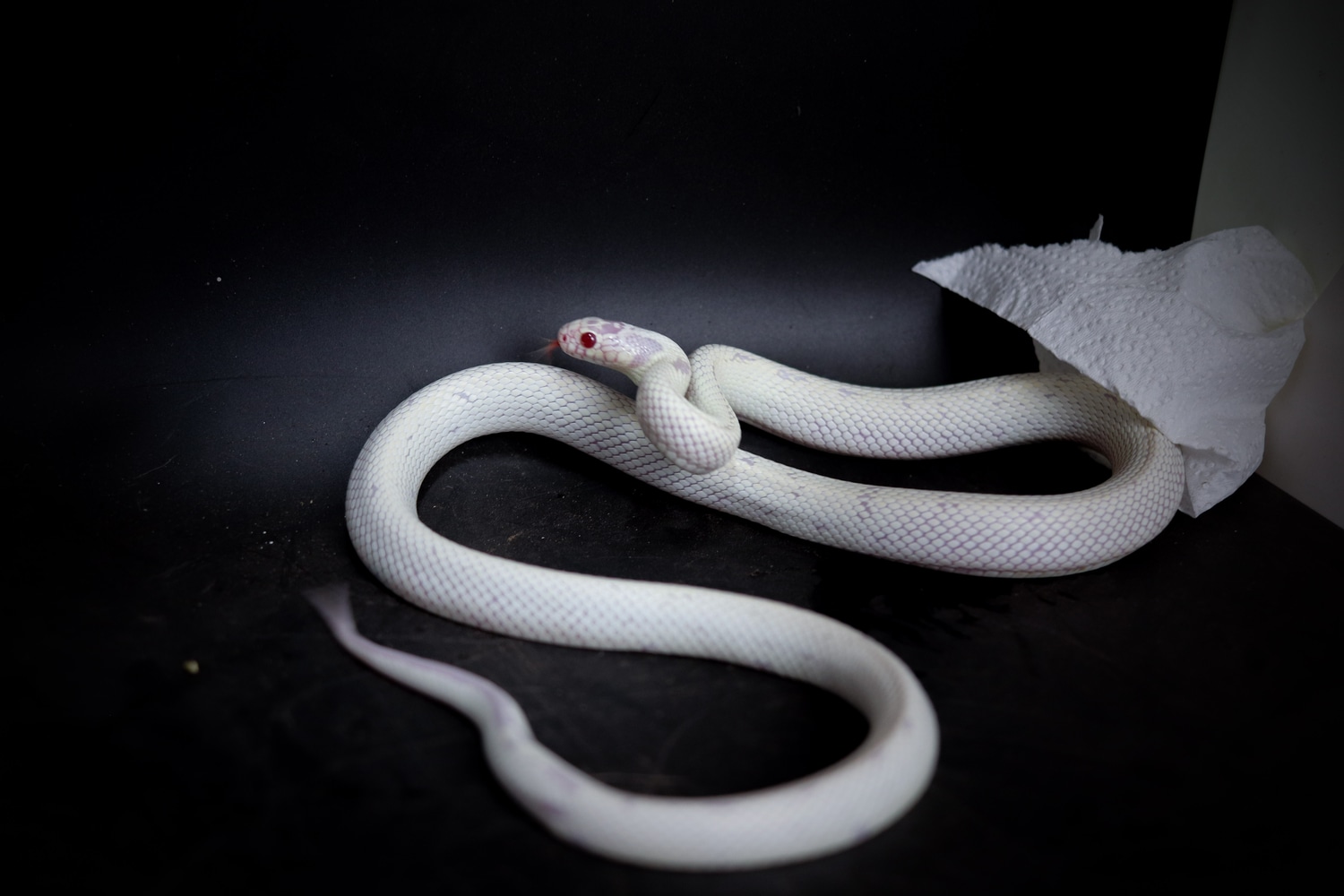 High White Albino Cali King Snake California Kingsnake by Dakotah Blue ...