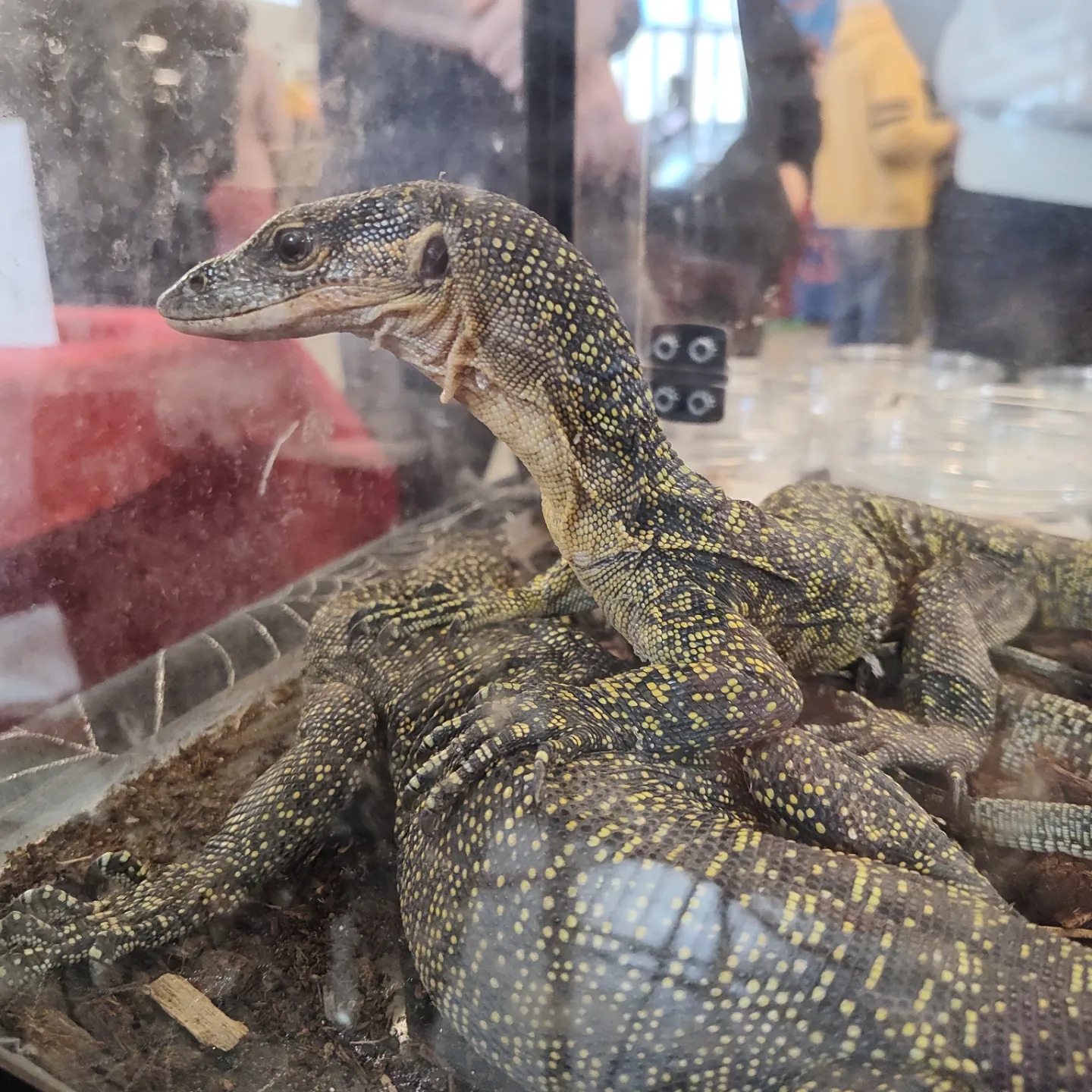 1.2 Group Breeding Trio Russell Island Mangrove Monitors Other Monitor ...