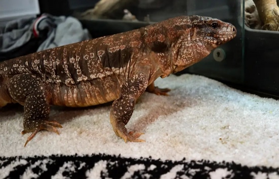 RTB Red Tegu Pos Het Anery Argentine Tegus by Dakotah Blue Exotics