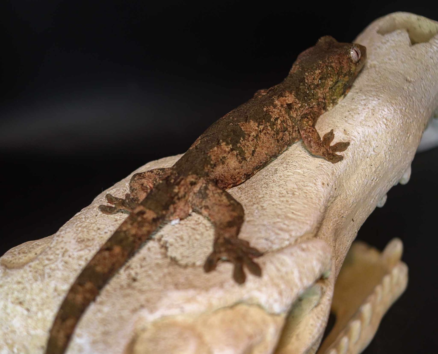 2022 Male GTX Chahoua Gecko by Dakotah Blue Exotics - MorphMarket
