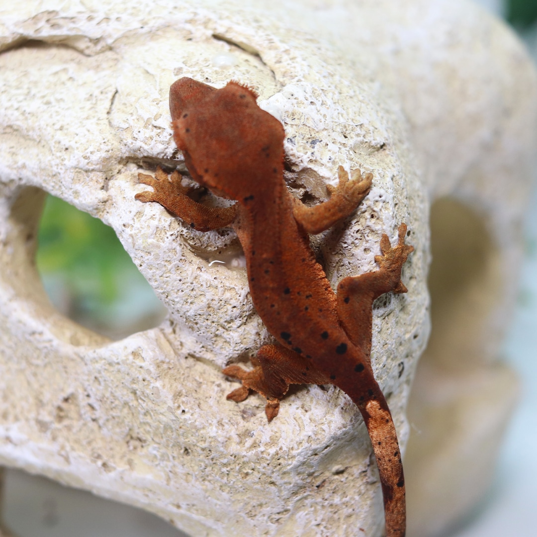 2024 Dalmatian Crested Gecko