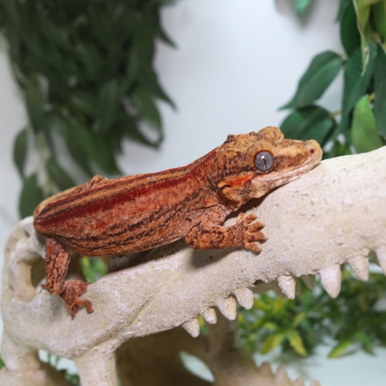 Proven Red Based Red Stripe Gargoyle Gecko by Dakotah Blue Exotics