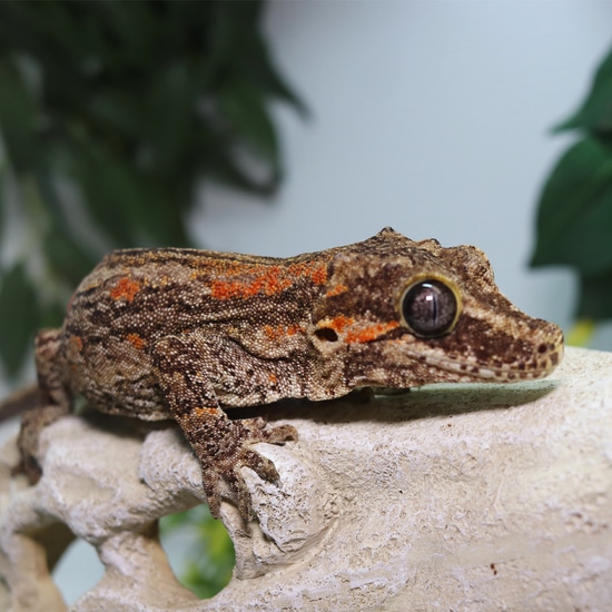 Broken Orange Stripe Phantom Eye Gargoyle Gecko by Dakotah Blue Exotics
