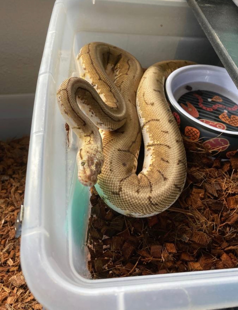 Spider Something Ball Python by Burning Heart Exotics - MorphMarket