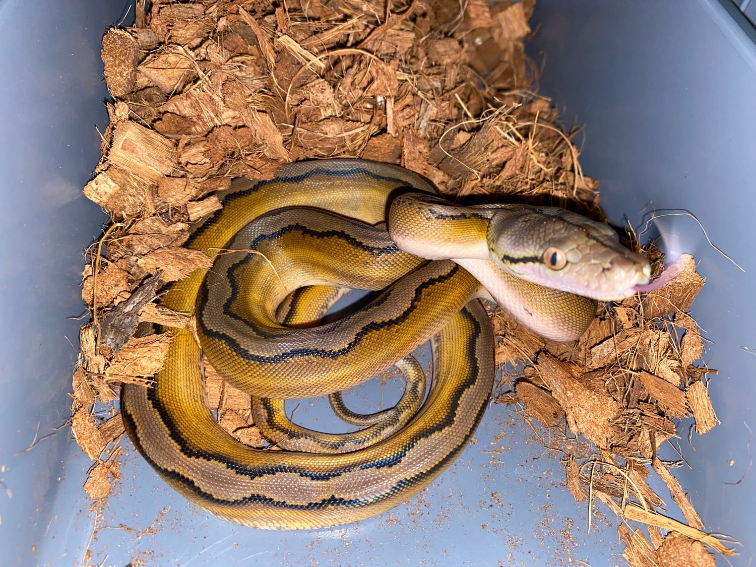 Motley Sunfire Het Albino Or Het Carmel Reticulated Python by Burning ...