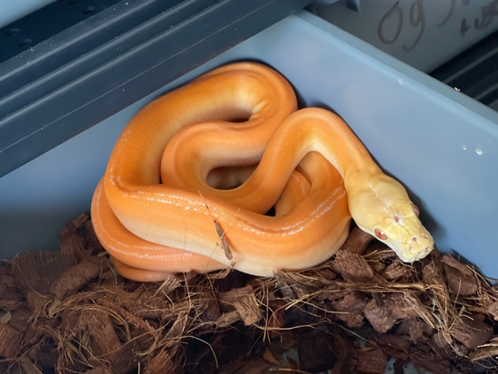 Goldenchild Tiger White Reticulated Python by Burning Heart Exotics