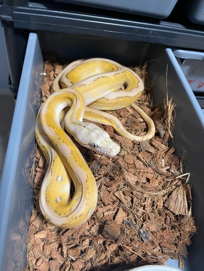 Oranglow Sunfire Reticulated Python by Burning Heart Exotics