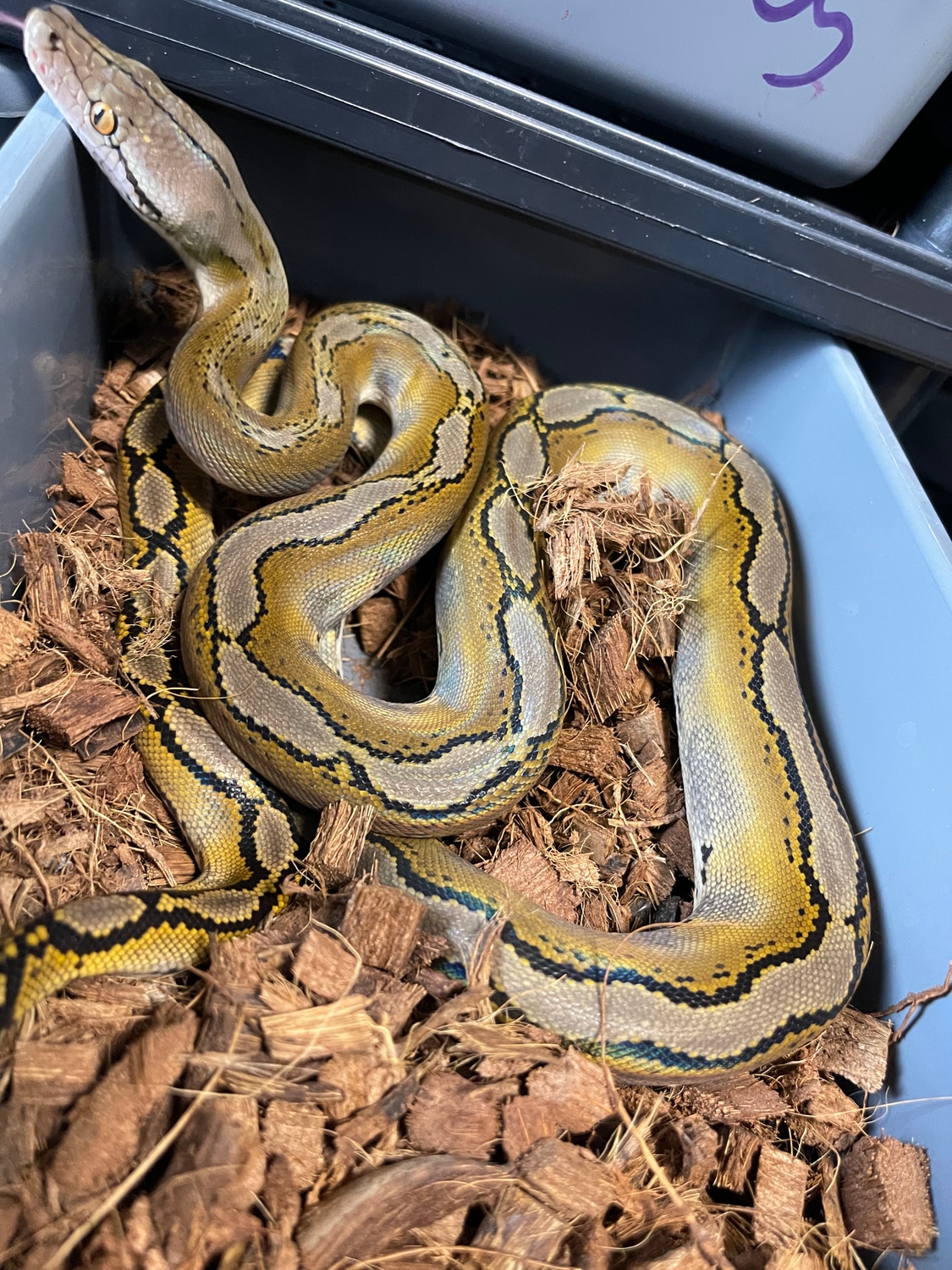 Motley Sunfire Het Albino Or Carmel Reticulated Python by Burning Heart ...
