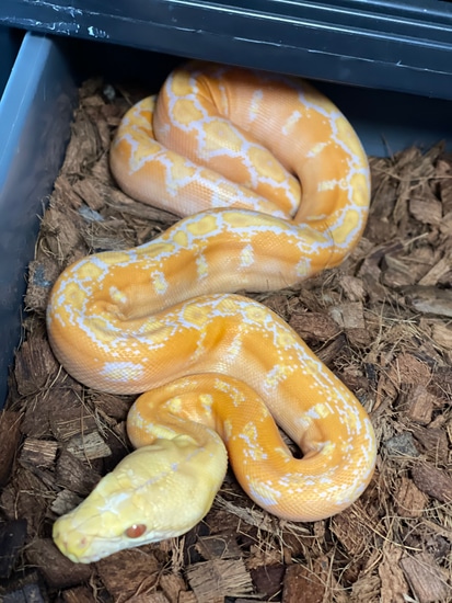 0.1 Lavender Phantom Reticulated Python by Burning Heart Exotics