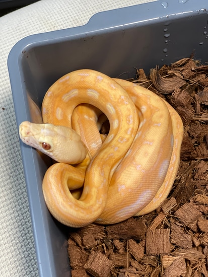 Lavender Albino Phantom Tiger Reticulated Python by Burning Heart Exotics
