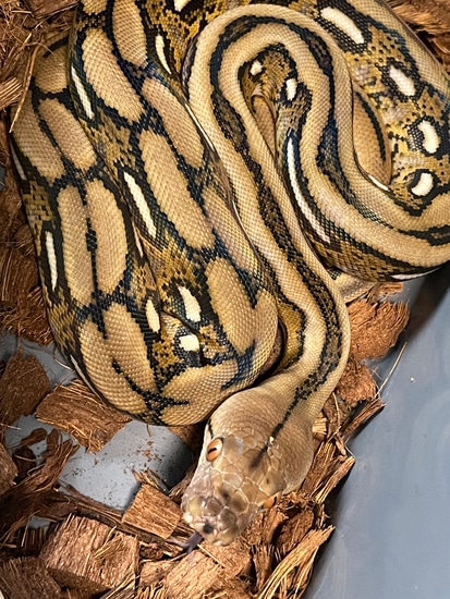Tiger Het Albino Reticulated Python by Burning Heart Exotics