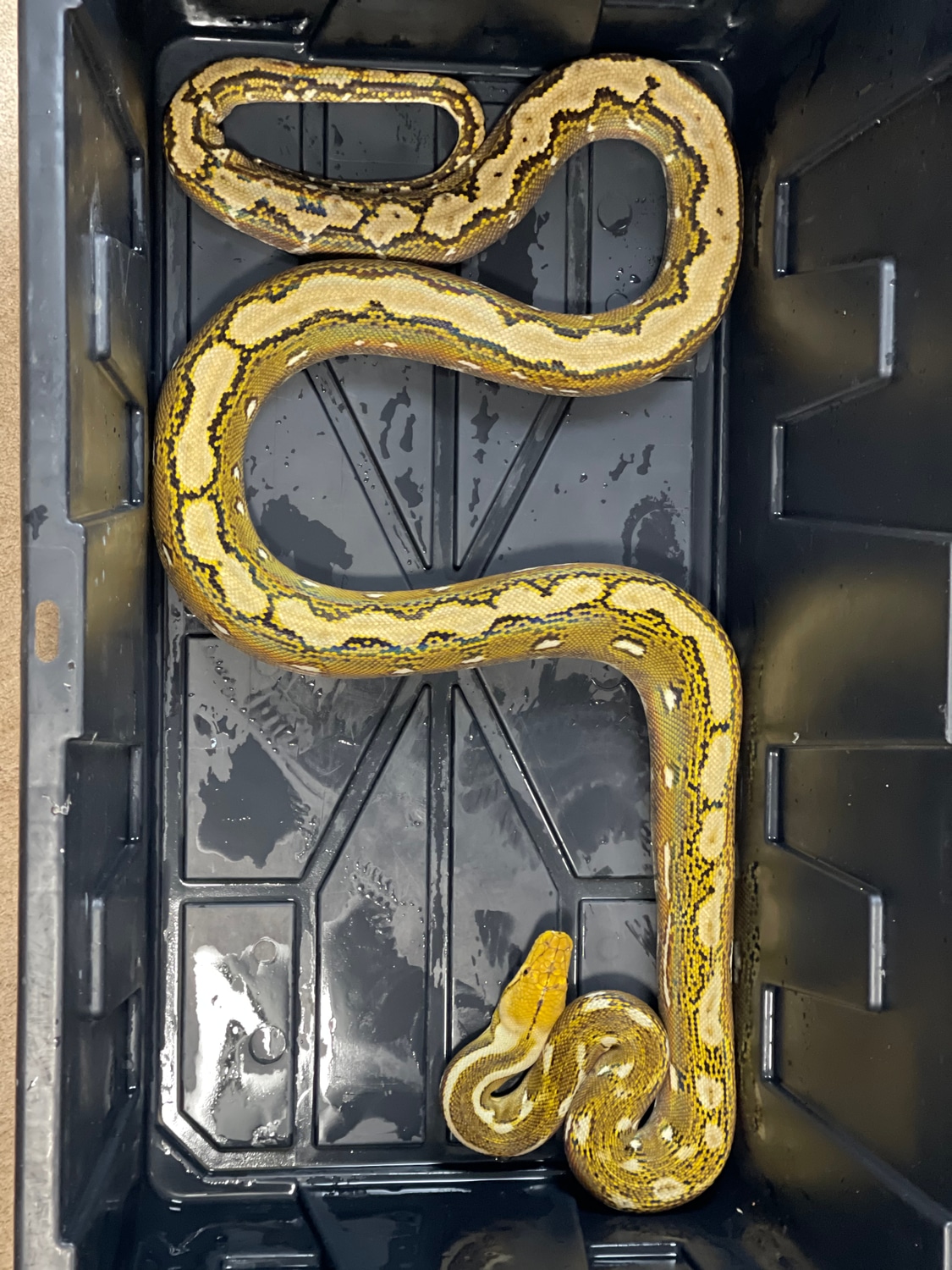 Phantom Pos Het Genetic Stripe Reticulated Python by Burning Heart ...