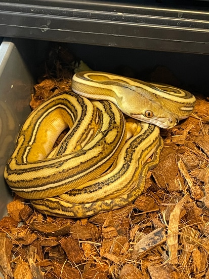 Phantom Tiger Het Albino Reticulated Python by Burning Heart Exotics