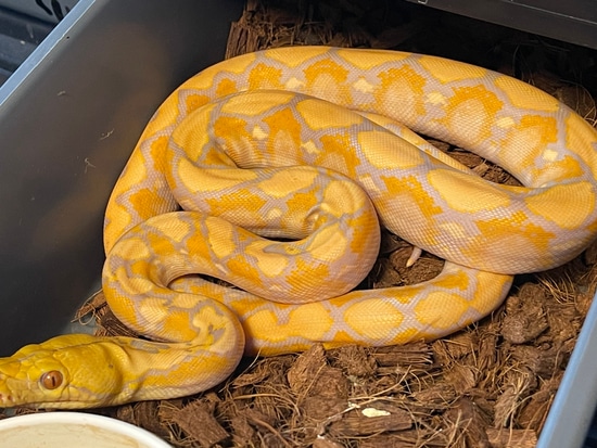 Lavender Albino Reticulated Python by Burning Heart Exotics