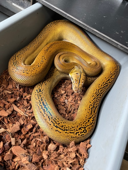 Golden Child Het Purple Het Ogs Free Shipping Reticulated Python by ...