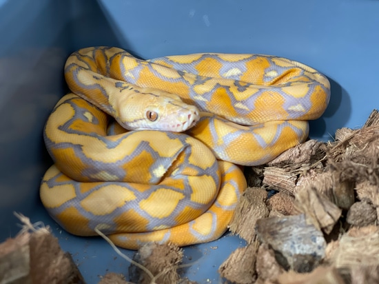 Purple Albino Reticulated Python by Burning Heart Exotics