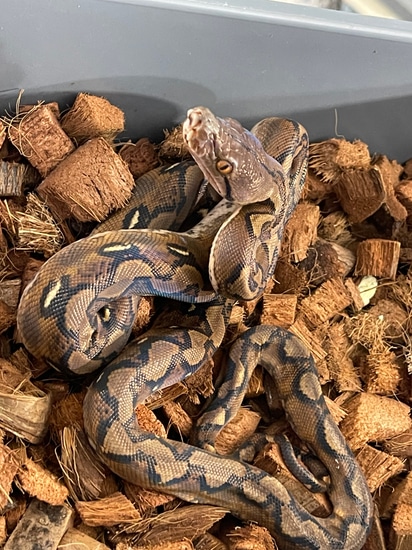 Sunfire Het Purple Reticulated Python by Burning Heart Exotics