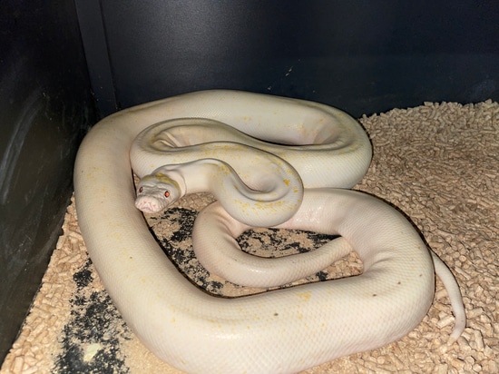 Ultra Ivory Tiger Pos Het Anery *free Shipping* Reticulated Python by ...