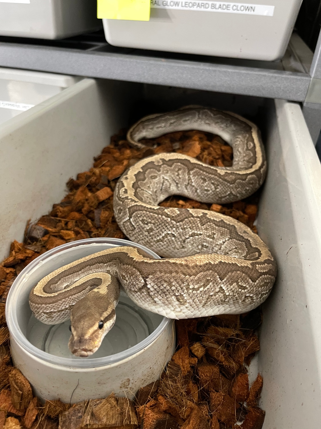 Jigsaw (Mojave Pinstripe) Ball Python by Burning Heart Exotics ...