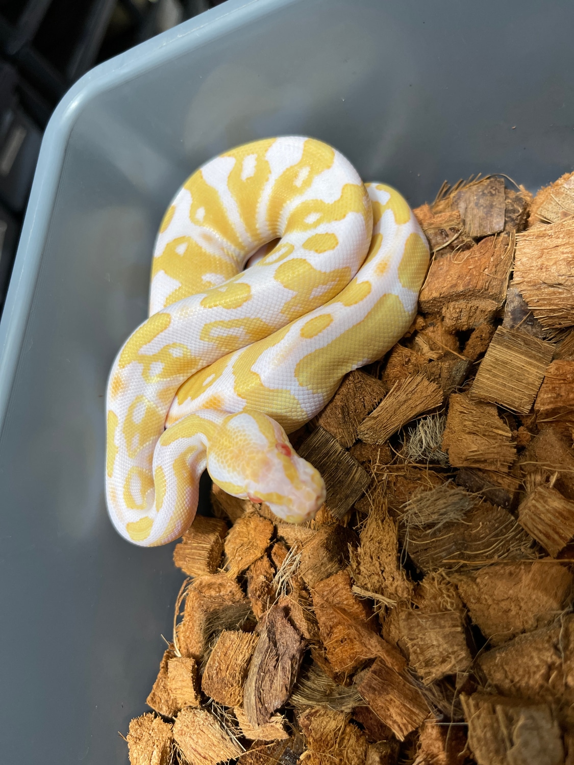 Albino Het Pied Ball Python by Burning Heart Exotics - MorphMarket