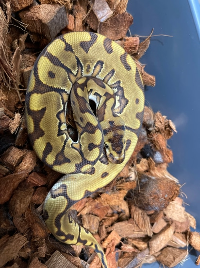 Hidden Gene Woma Acid Leopard Ball Python by Burning Heart Exotics