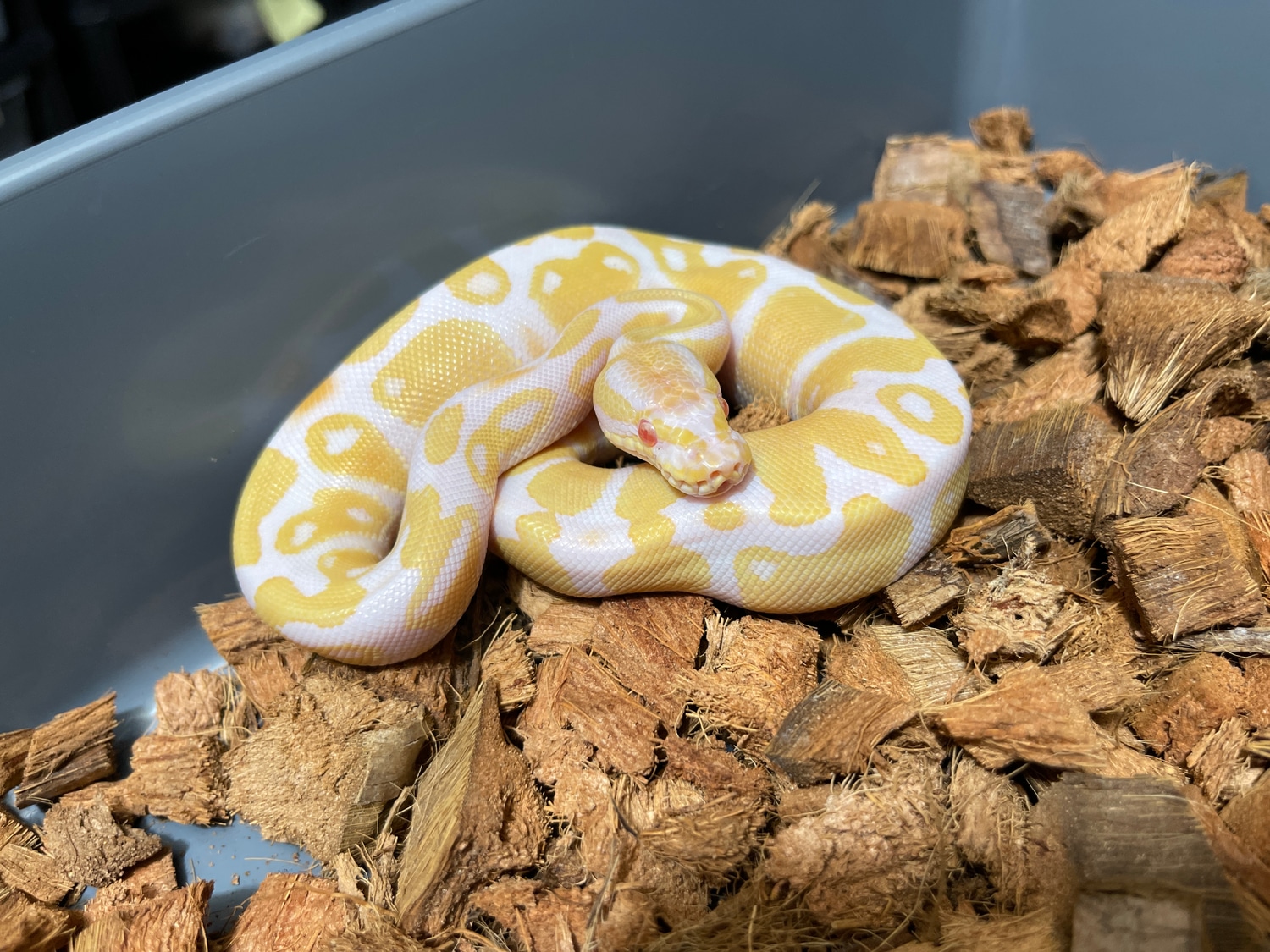 Leopard Albino Het Pied Ball Python by Burning Heart Exotics - MorphMarket