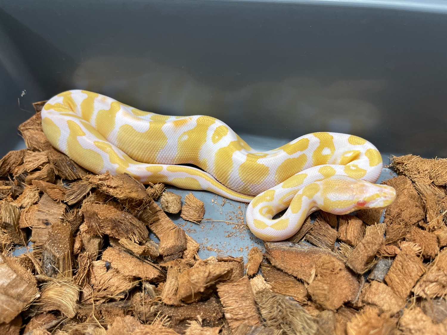 Albino Het Pied Ball Python by Burning Heart Exotics - MorphMarket