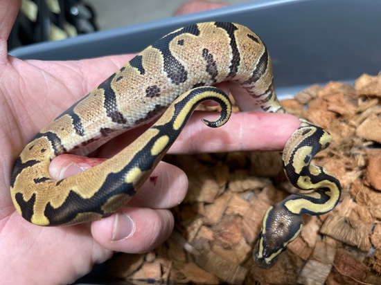 Fire Probable Acid Ball Python by Burning Heart Exotics