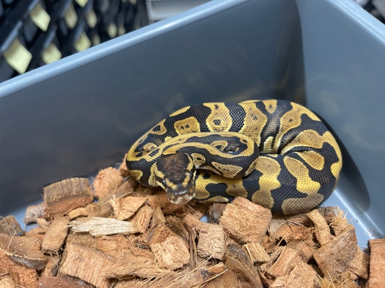 Russo Acid Ball Python by Burning Heart Exotics