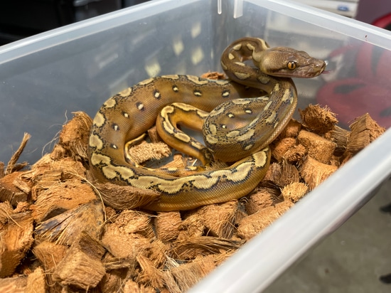 Phantom Sunfire Reticulated Python by Burning Heart Exotics