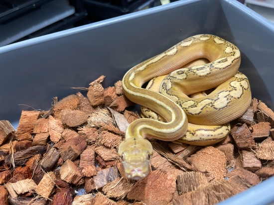 Platinum Phantom Sunfire Reticulated Python by Burning Heart Exotics