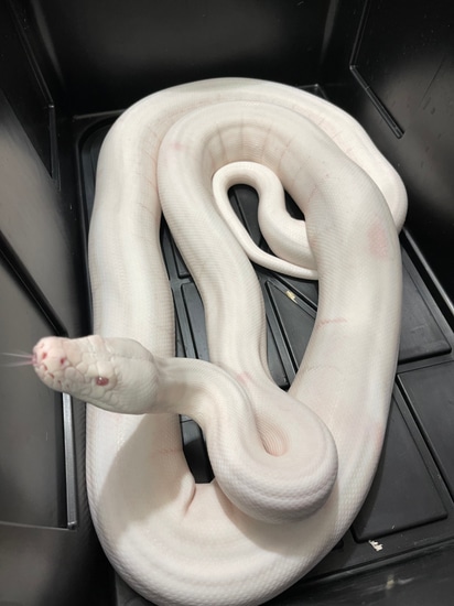 Albino Super Phantom (Subadult 10 Foot) Reticulated Python by Burning ...