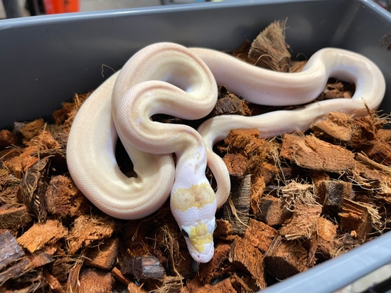 Ultra Ivory Reticulated Python by Burning Heart Exotics