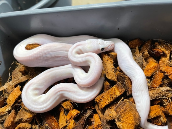 Ivory (Very Friendly) Reticulated Python by Burning Heart Exotics