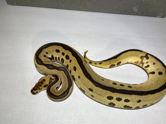 Yellow Belly Batman (Sperm Plugs) Ball Python by Burning Heart Exotics
