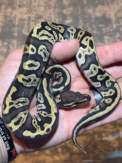 Mojave Acid Ball Python by Burning Heart Exotics