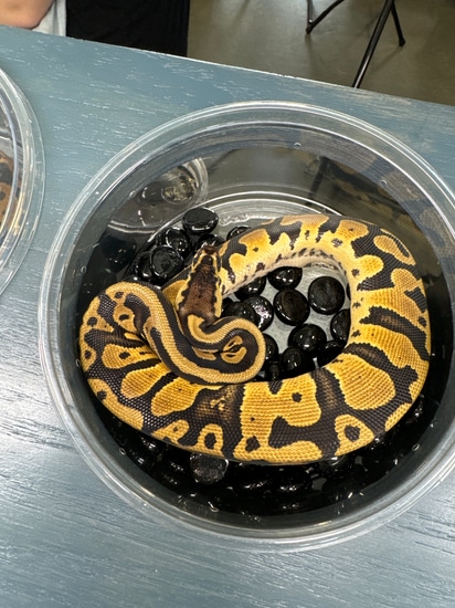 Acid Pastel Ball Python by Burning Heart Exotics