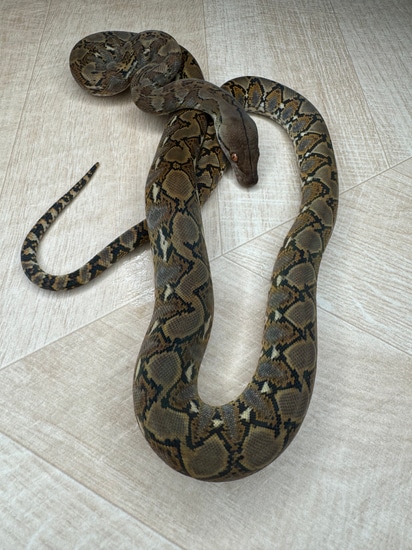 Normal 50% Sd Reticulated Python by Burning Heart Exotics